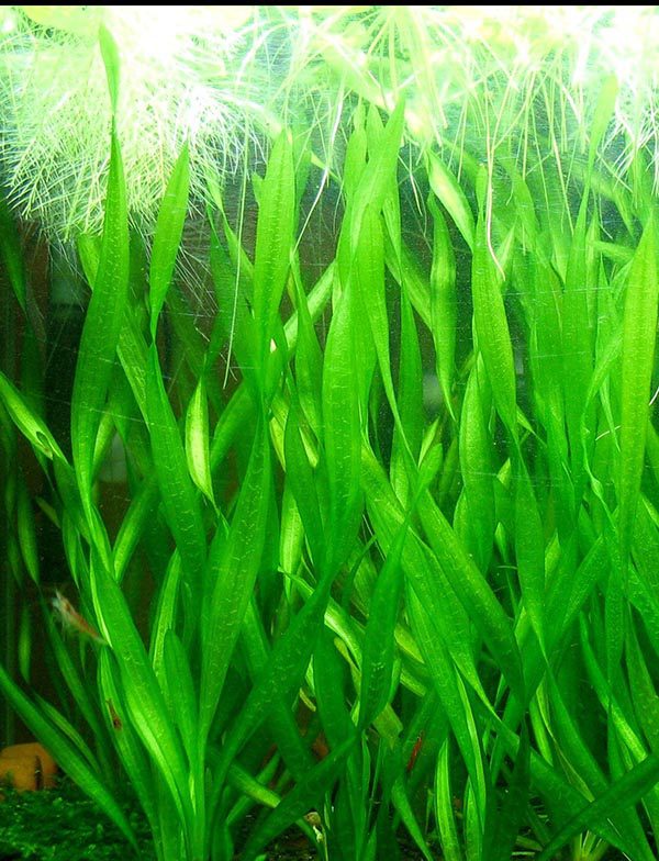 Vallisneria spiralis var. spiralis – ΓΗ & ΥΔΩΡ