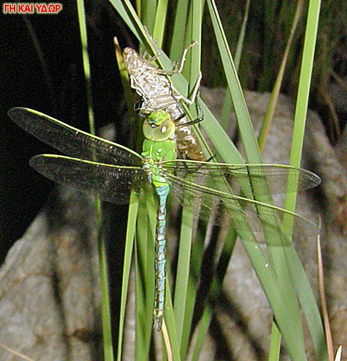 Anax imperator – ΓΗ & ΥΔΩΡ